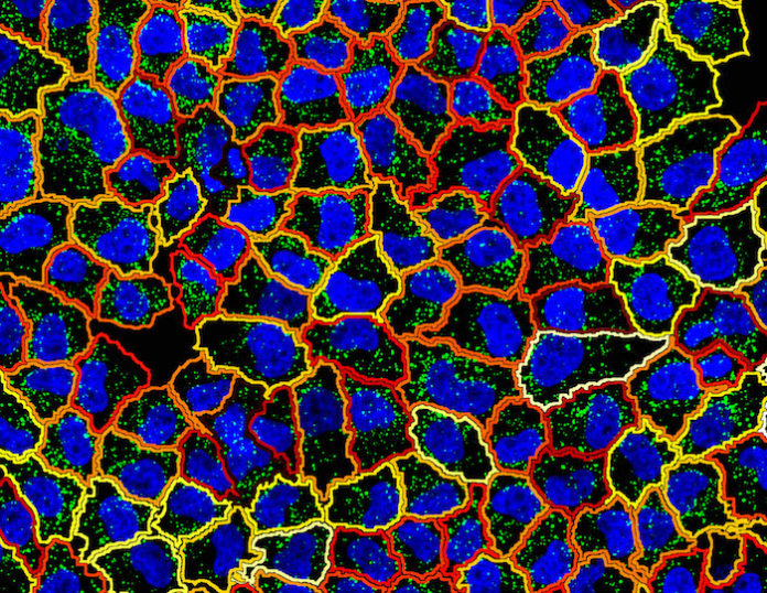 The Collagen Connection - Nutrition Review