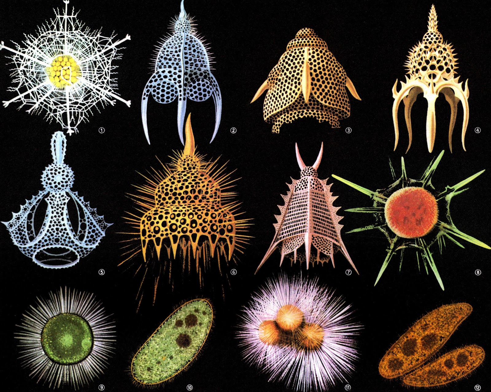 146-3 protozoaires | Nutrition Review